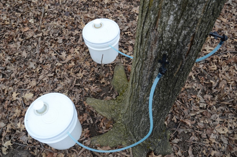 Pass the maple syrup, please | Bluffton Icon