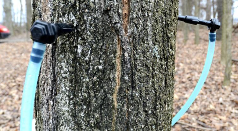 Pass the maple syrup, please | Bluffton Icon