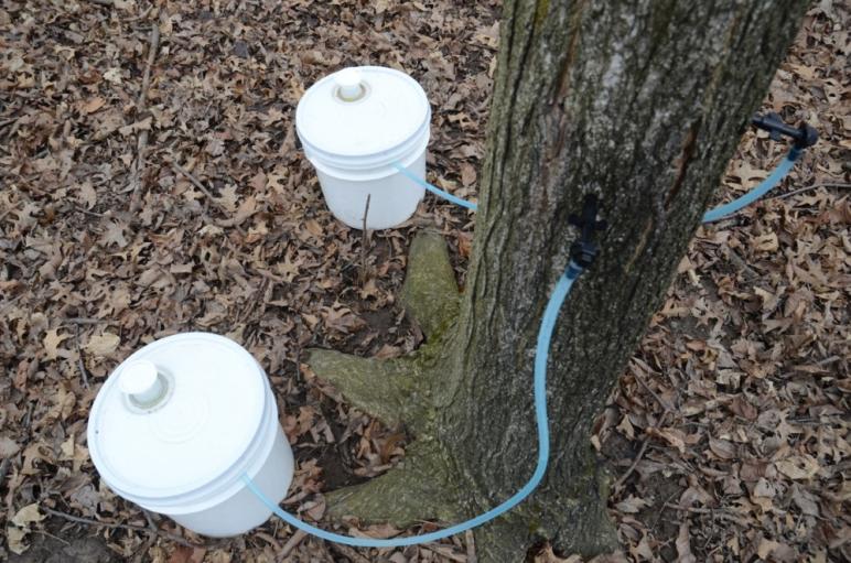 Pass the maple syrup, please | Bluffton Icon